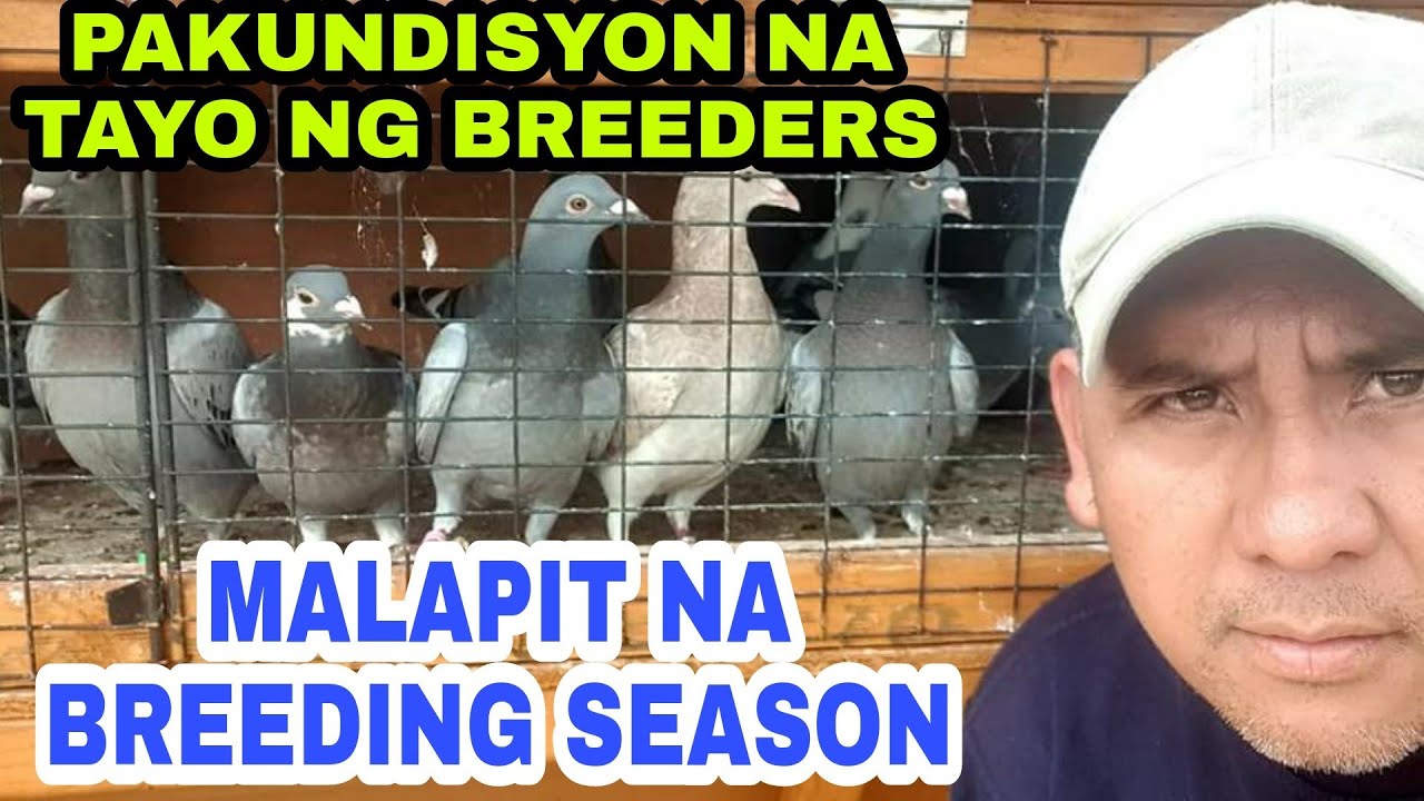 BREEDING SEASON MALAPIT NA|PREPARATION FOR BREEDING|KALAPATI|RACING ...