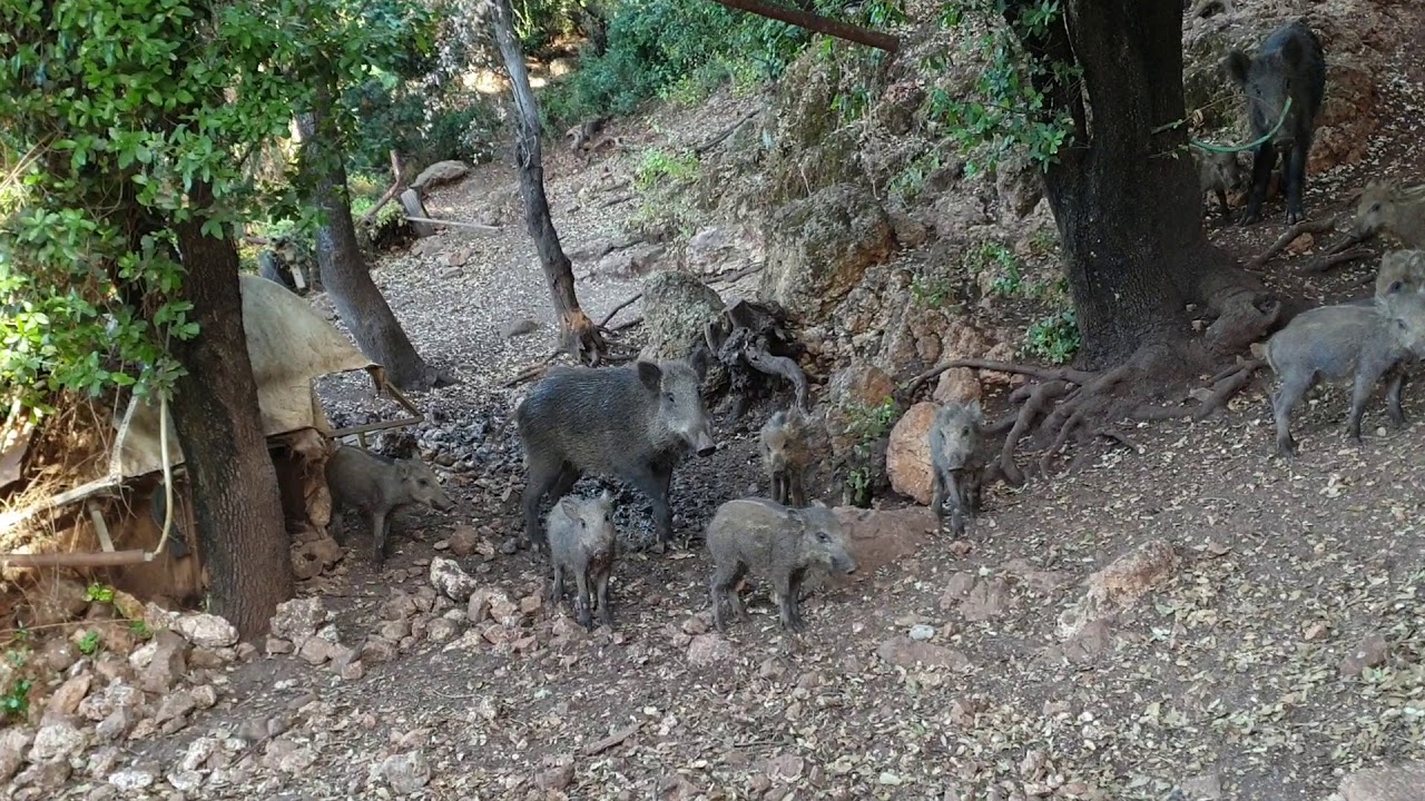 The wild boar come to eat 2 ... - YouTube