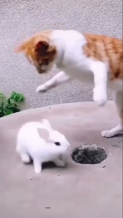 Rabbit makes bold comeback CAT VS RABBIT - YouTube