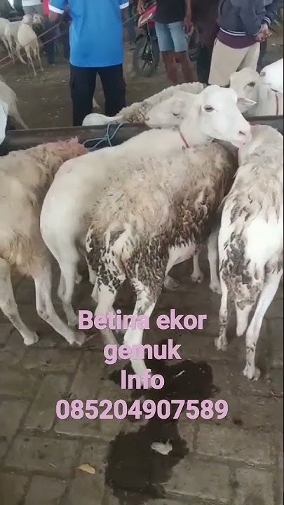 harga kambing/domba betina ekor gemuk #shorts - YouTube