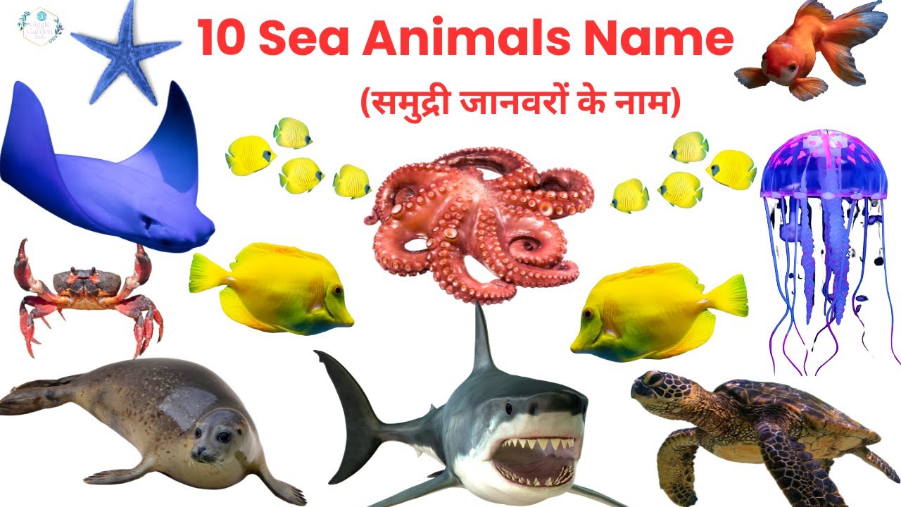 10 Sea Animals Names in English for Kids | Ocean Learning Video # ...
