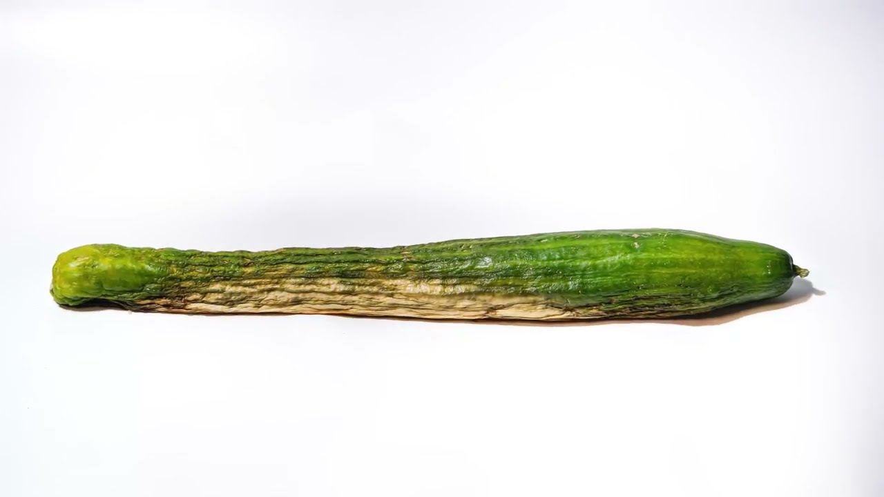 Rotting Cucumber | Timelapse | 4K - YouTube