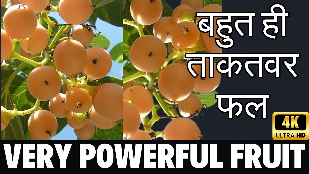 How to grow Cordia Myxa (Lasoora) | One of the most powerful fruit ...