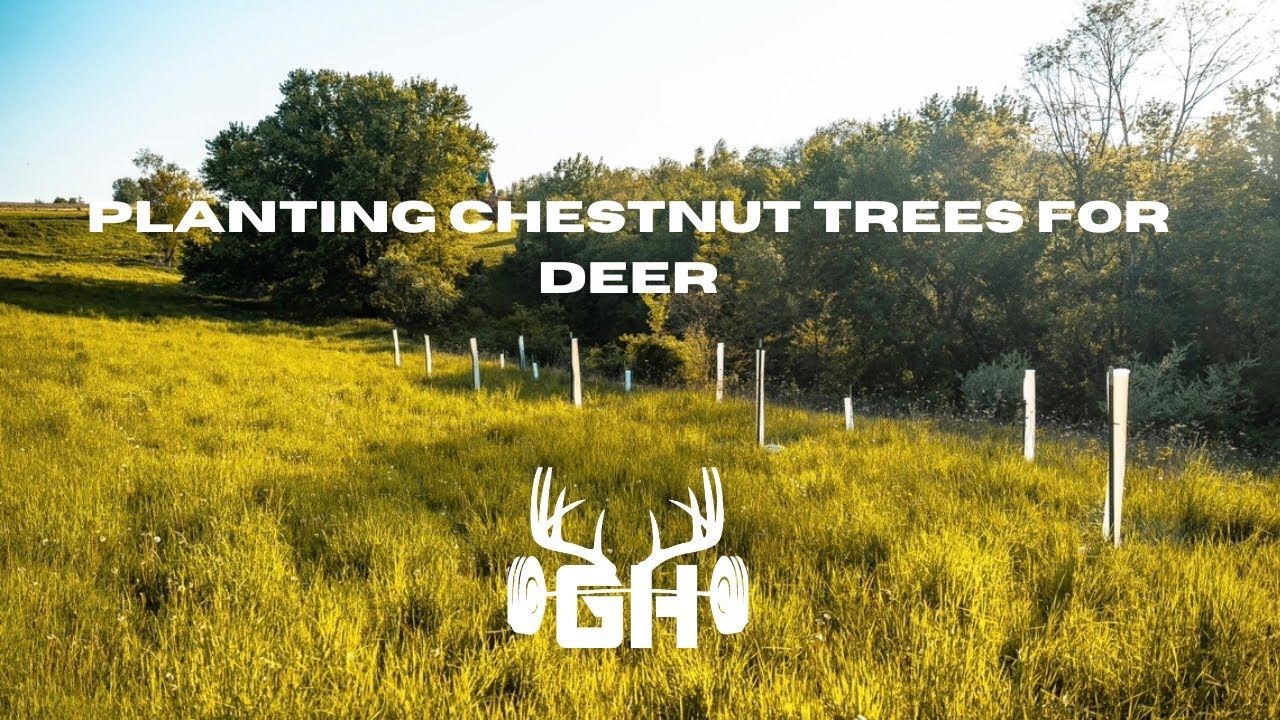 Whitetail Strategy // Planting Chestnut Trees For Deer // GUNNAR HANSON ...