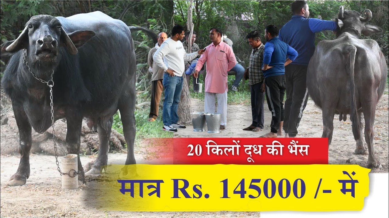 20 किलों दूध की भैंस, मात्र Rs. 145000 /- में || VINAY DAHIYA HALALPUR ...