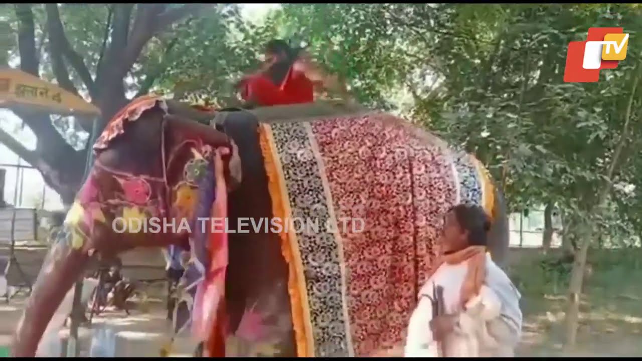 Baba Ramdev Falls Off An Elephant While Performing Yoga - YouTube