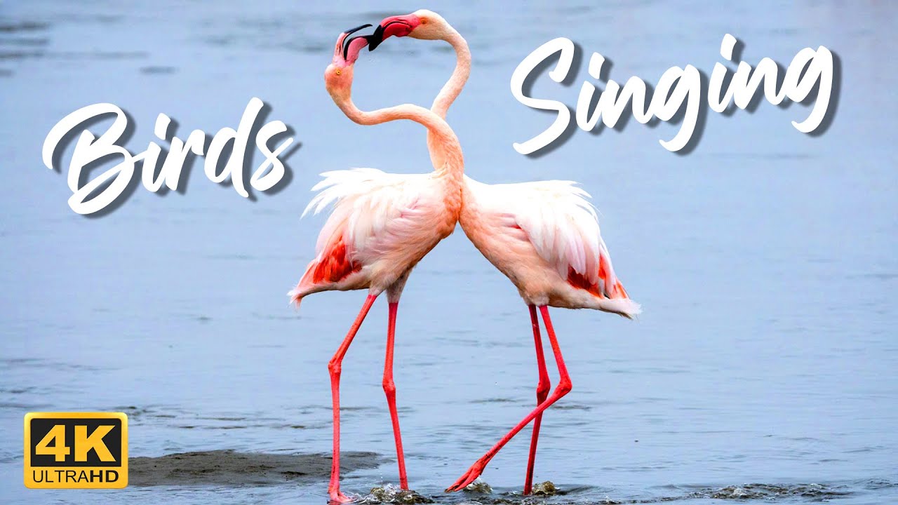 Relaxing Music with Birds Singing - Beautiful Piano Music & Guitar ...