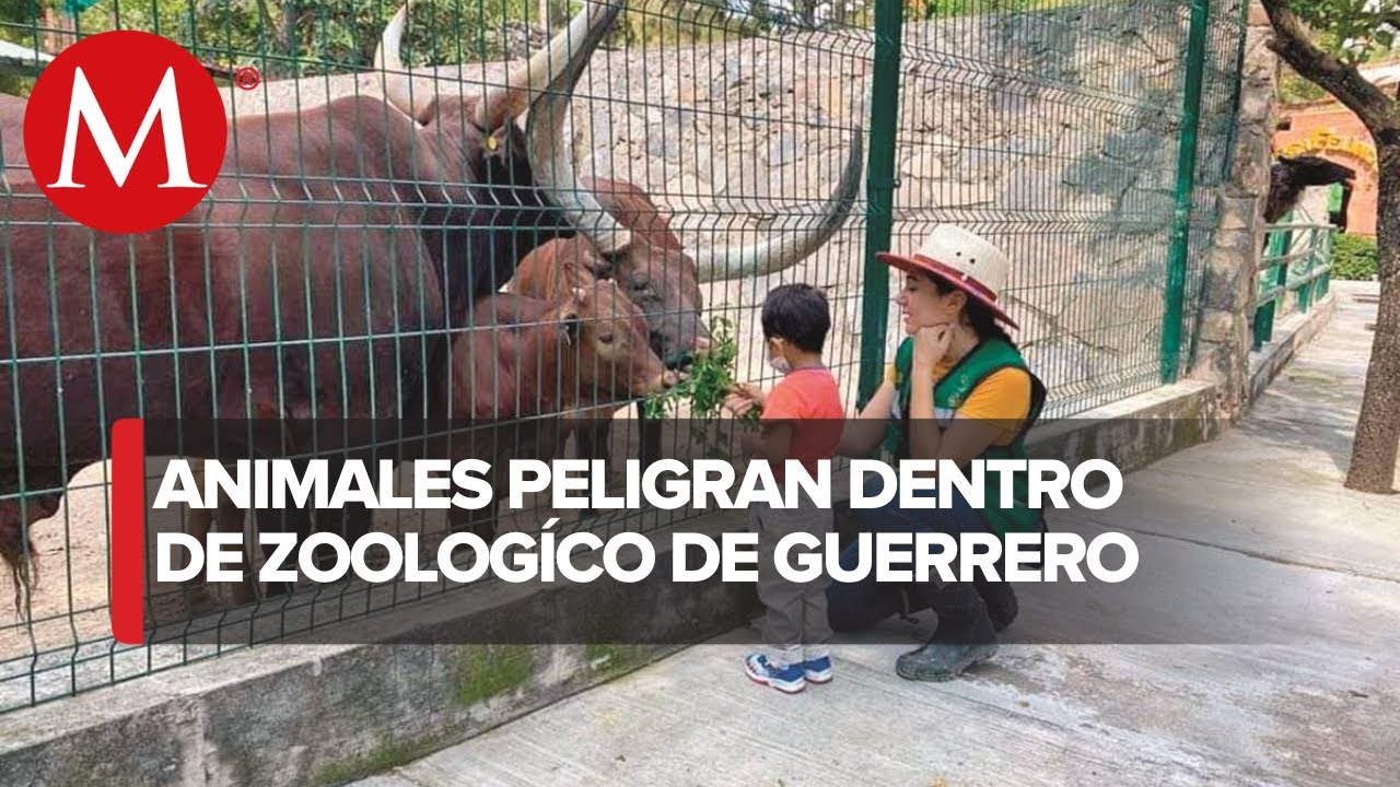 En Zoológico Zoochilpan desaparecieron varios animales, no cuentan con ...