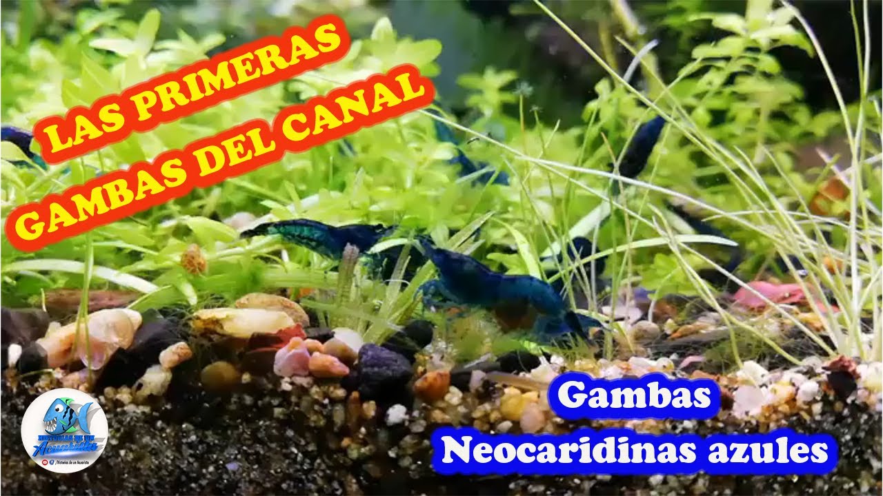 Gambas Azules Blue Velvet - YouTube