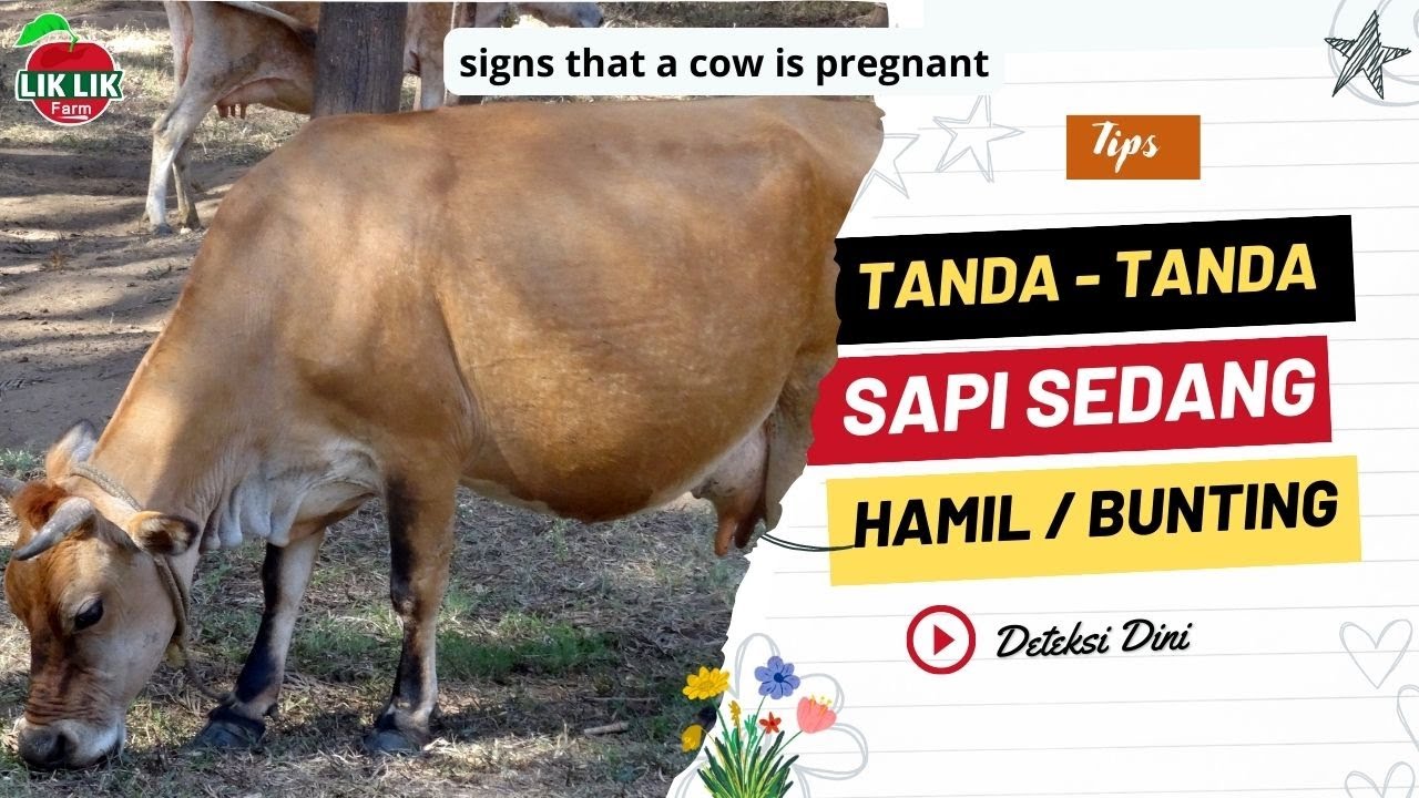 Tanda-tanda Sapi Bunting - YouTube
