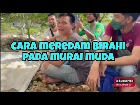 CARA MEREDAM BIRAHI PADA MURAI MUDA