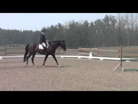 DRF Dressage Daze 2015 Garth + Solly Prix Caprilli #1 - YouTube
