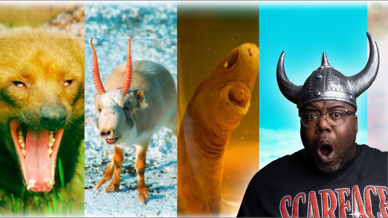 10 Animals You Definitely Forgot Existed | Casual Geographic - YouTube