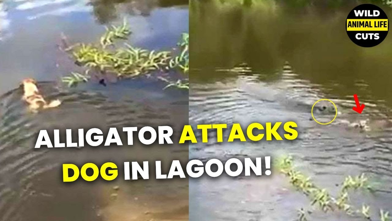 WILD ANIMALS - TRAGIC! Dog Attacked by Alligator in Lagoon - Alligator ...