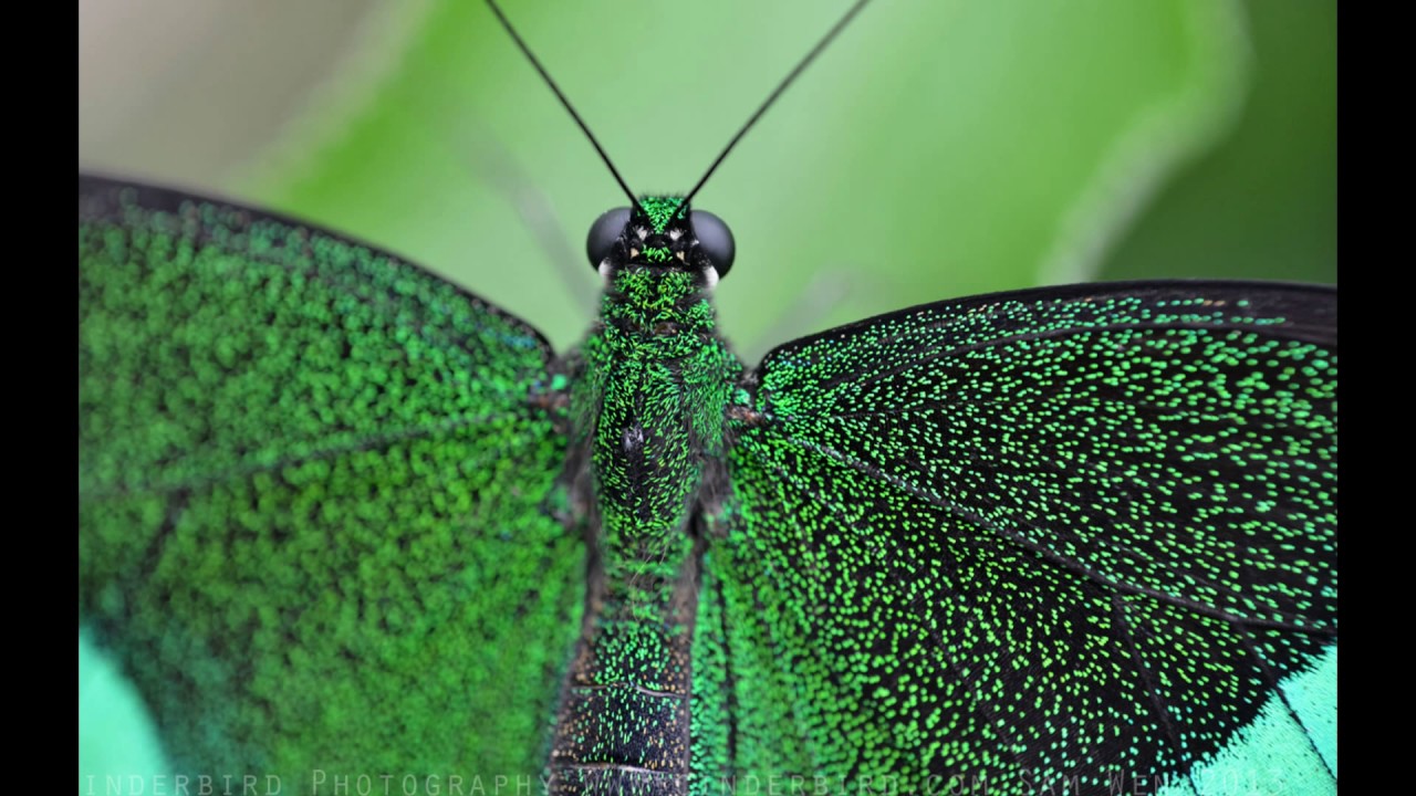 Top 5 Most Unusual And Beautiful Butterflies In The World - YouTube