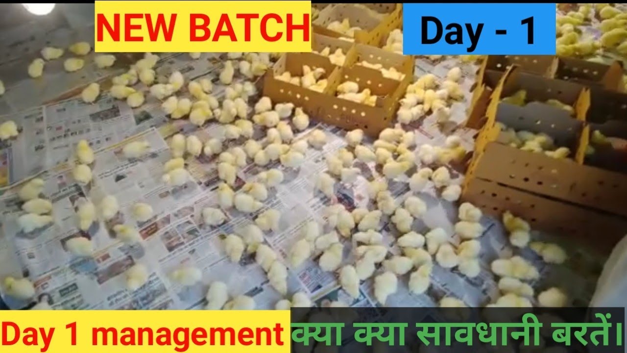 Broiler chiks New Batch 05.05.2021.Day -1 - YouTube