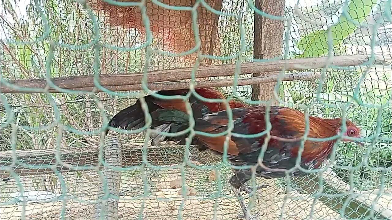 qaib qus zoo nraug kawg li nawb - YouTube