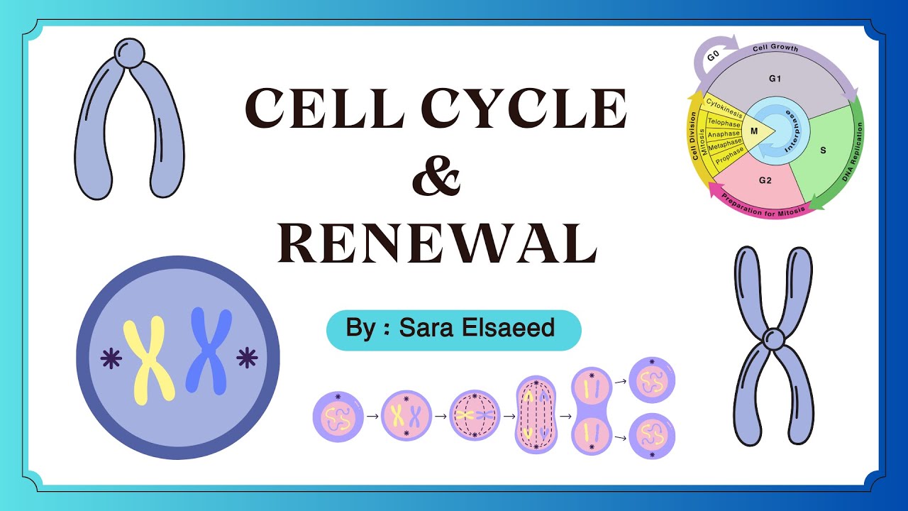 شرح | cell cycle & cell renewal | histology | بأسهل طريقة 🔬💖💫 - YouTube