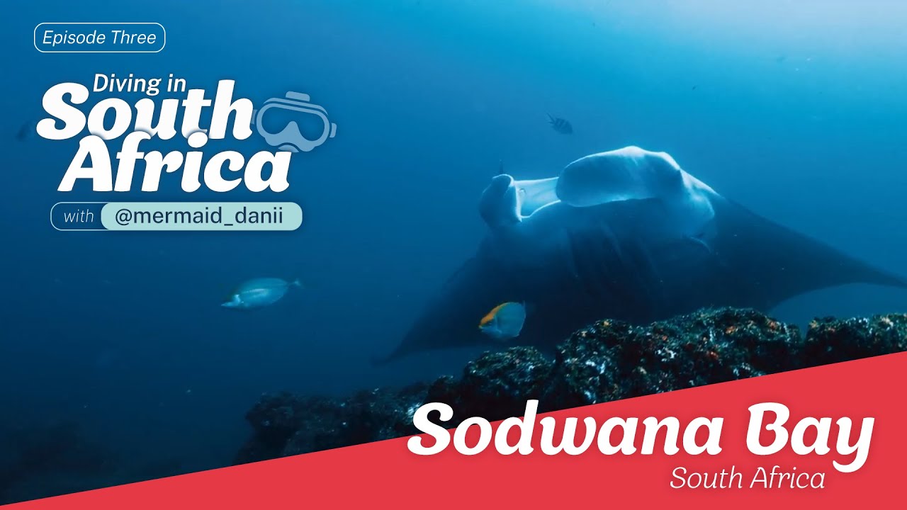 Explore South Africa’s Warmest Dive Site: Sodwana Bay | Diving in South ...