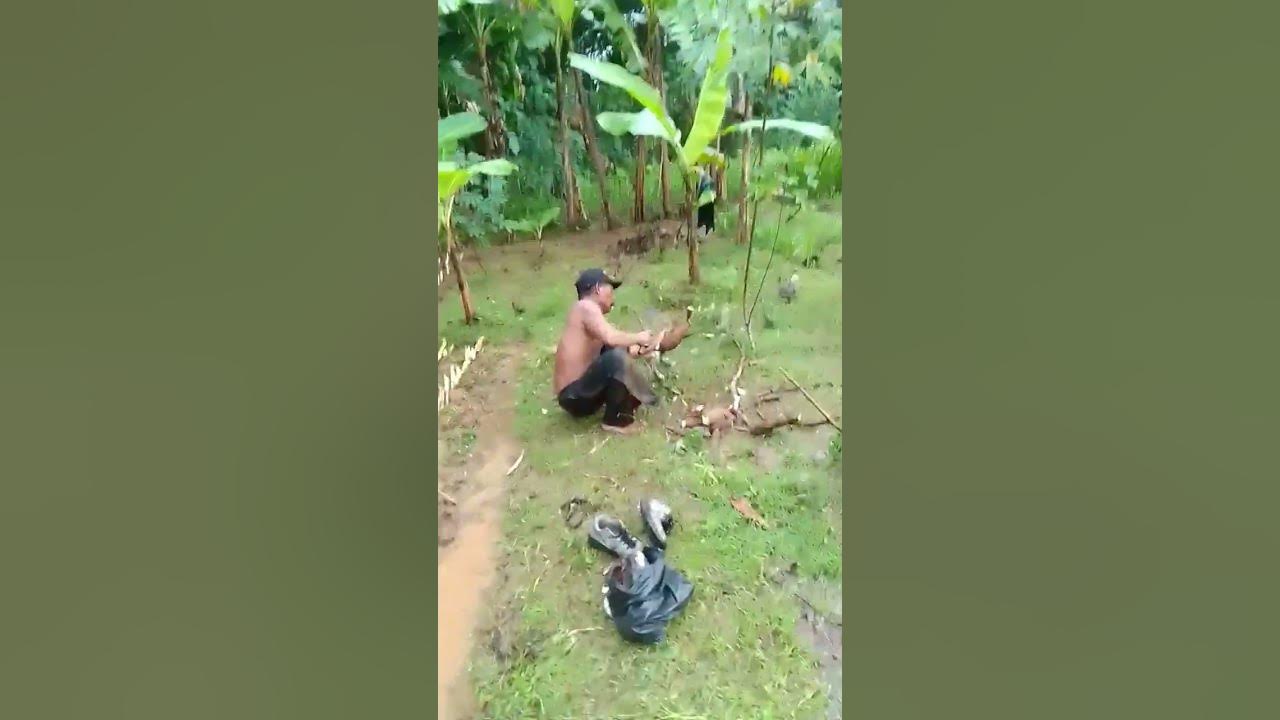 menanam suket odot / rumput odot - YouTube