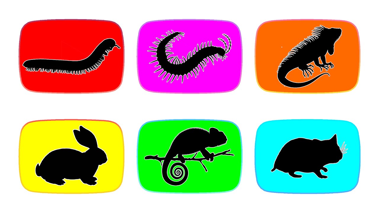 Pets: Hamster, Iguana, Rabbit, Milipede, Chameleon, Centipede - YouTube
