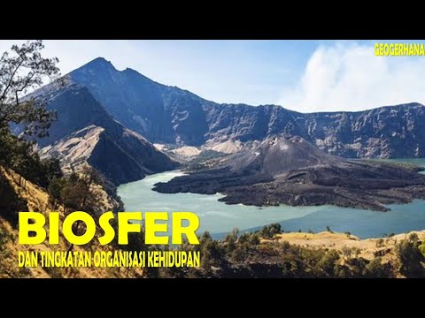 Biosfer dan Tingkatan Organisasi Kehidupan - YouTube