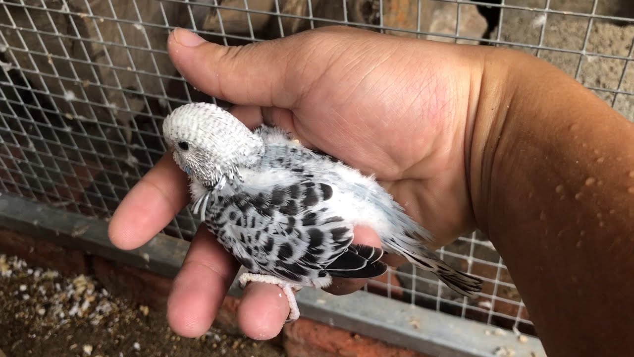 [Bunji Parrots][Aviary] 04 - Yến Phụng Hà Lan lai EU - YouTube