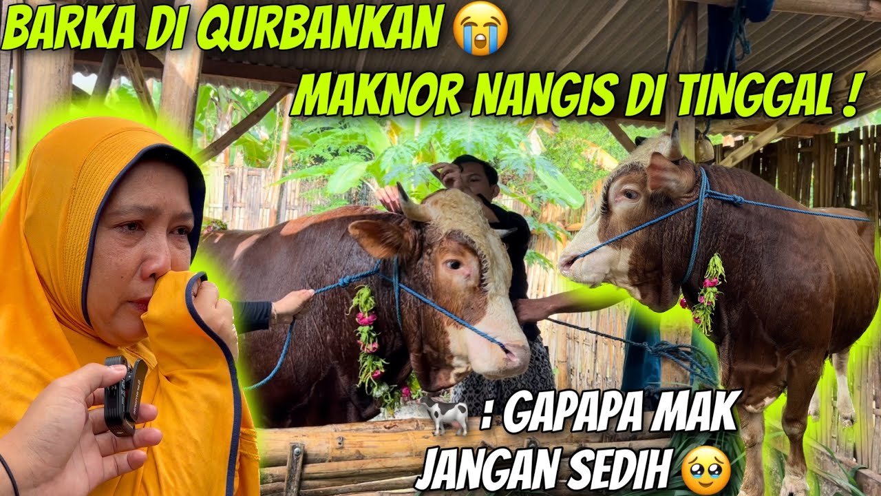 BARKA DI QURBAN ! MAKNOR NANGIS 😭 - YouTube