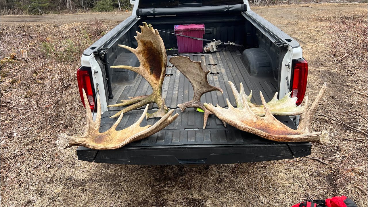 Minnesota Moose shed hunting 2024 - YouTube