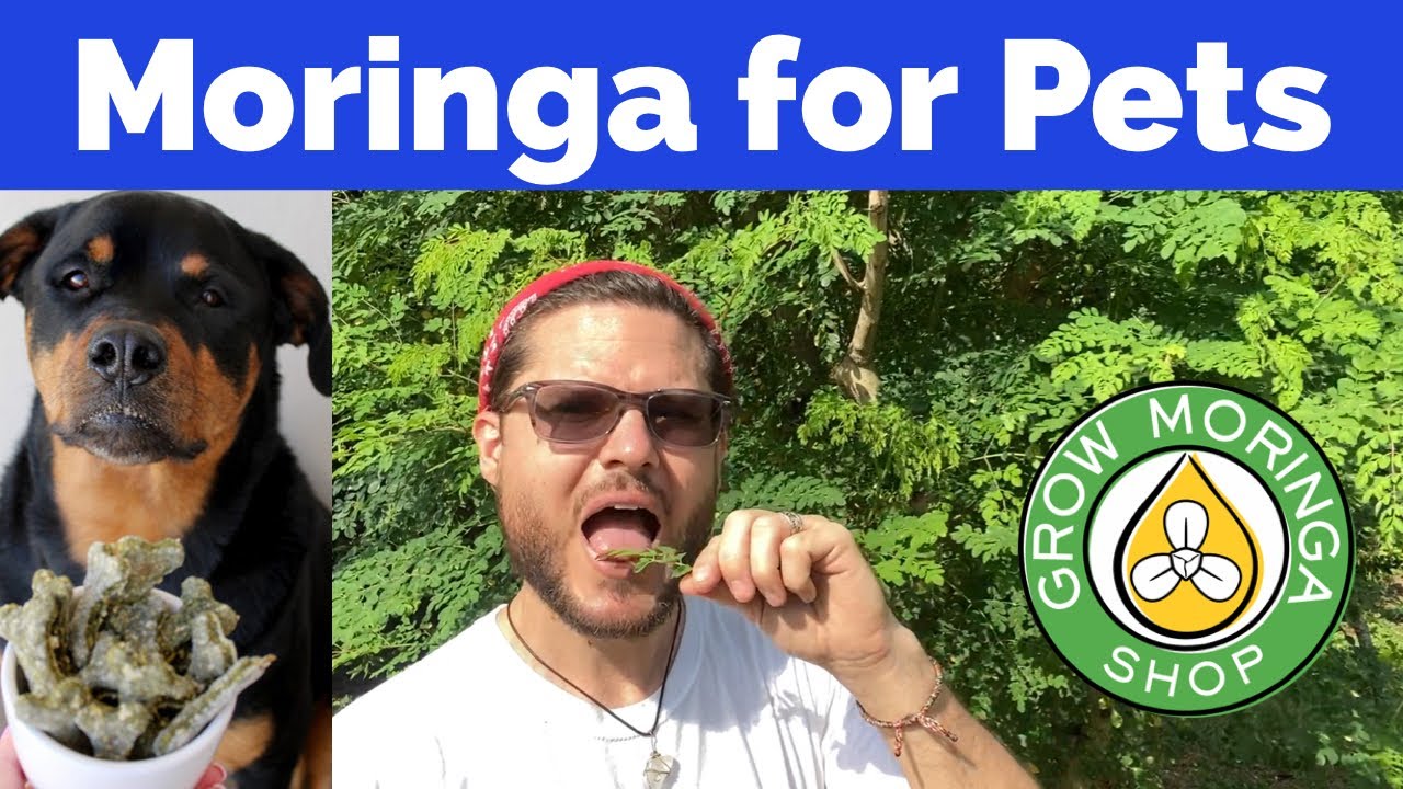 Can Moringa be Used for Pets and Animals? - YouTube
