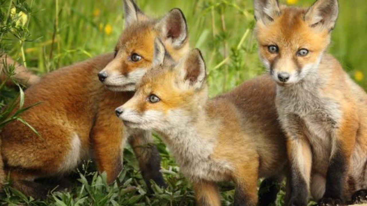 LA FAMILIA DE ZORROS REUNIDA || wild fox sim #2 || - YouTube