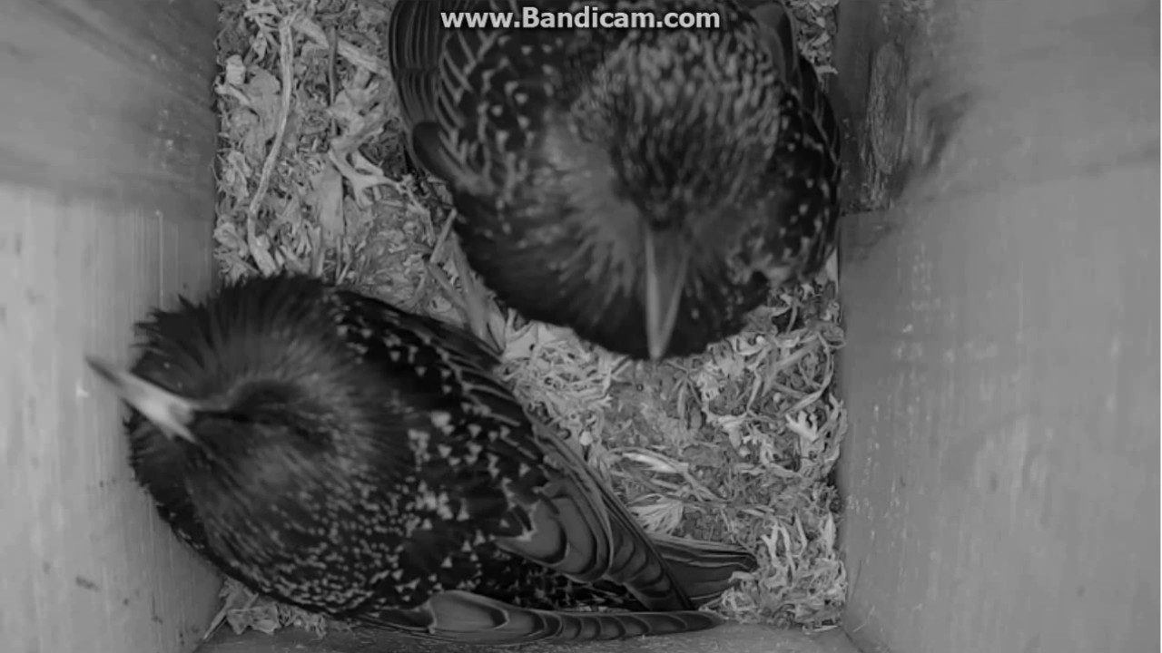 2017 04 04 - 19:46 Starling pair, aggressive behavior P1 - YouTube