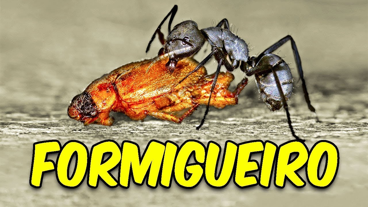 MEU LINDO FORMIGUEIRO | Empires of the Undergrowth #1 - YouTube