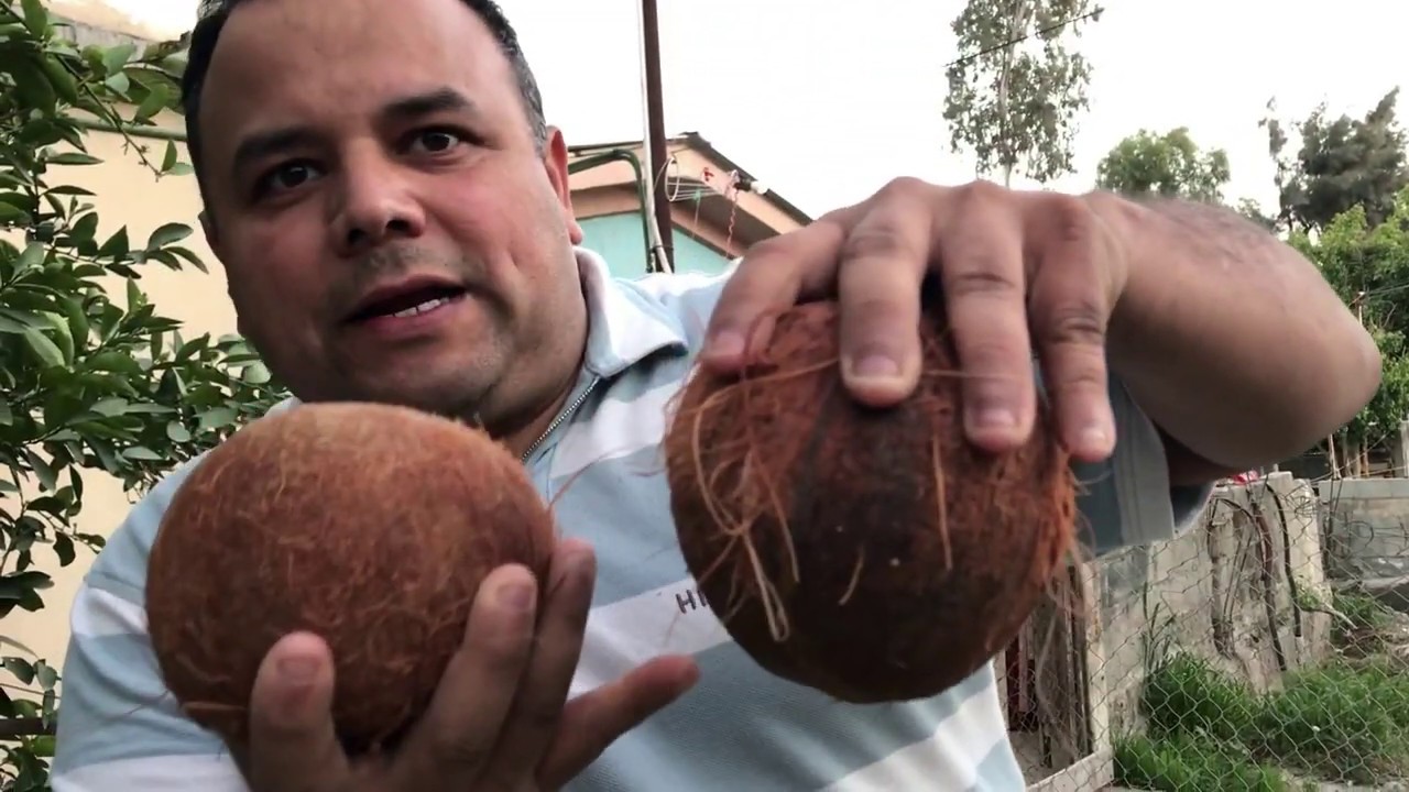 COMO GERMINAR UN COCO PELADO GERMINATE coconut - YouTube