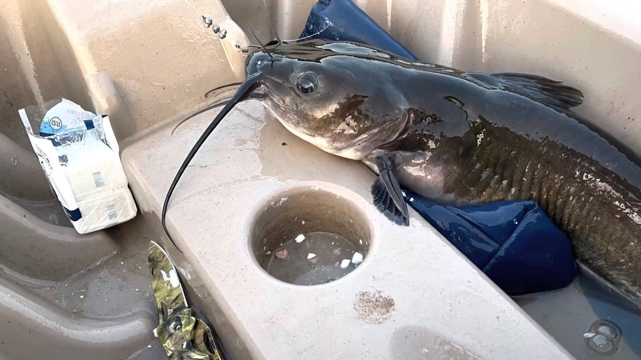 Kayak Fishing for Catfish with a Bar of Soap? - YouTube