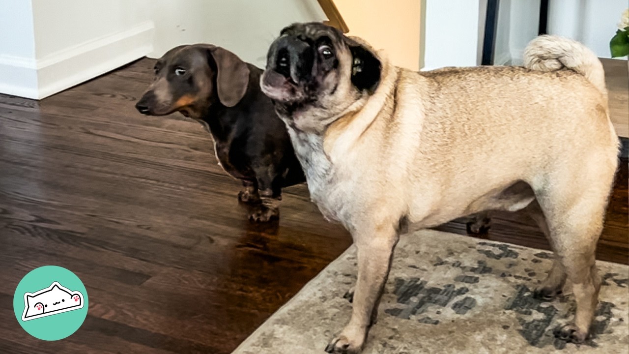 Pug Shocks His Family With Screams. Turns Out All is Good | Cuddle ...