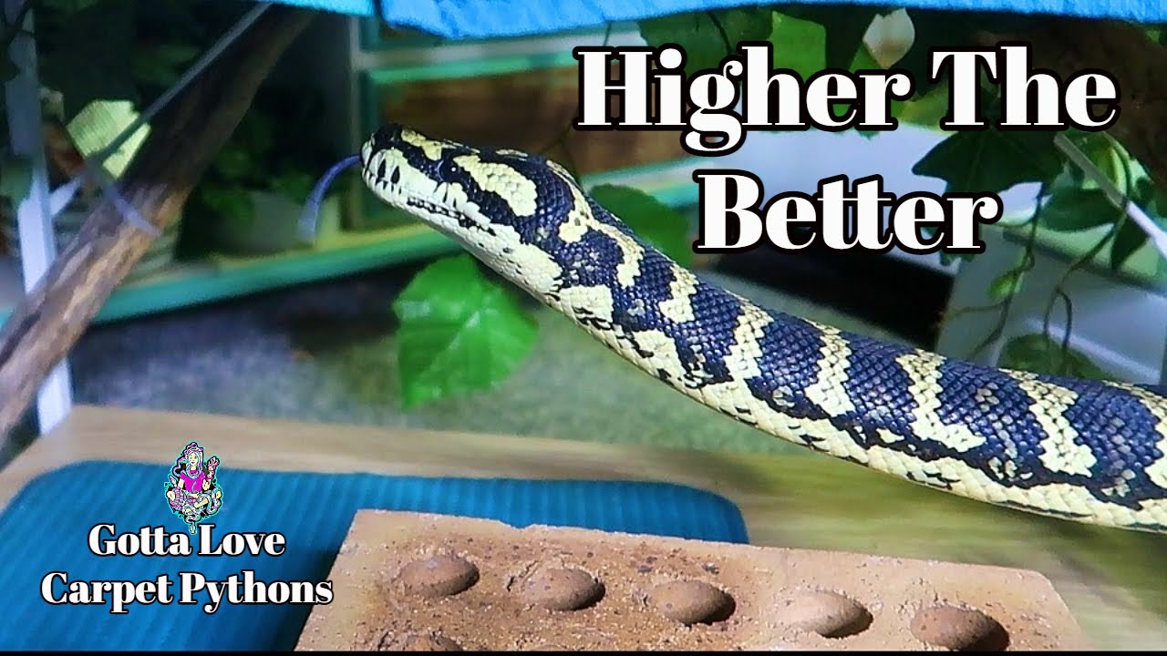 Carpet Pythons! Climbing Areas Are A Must - YouTube