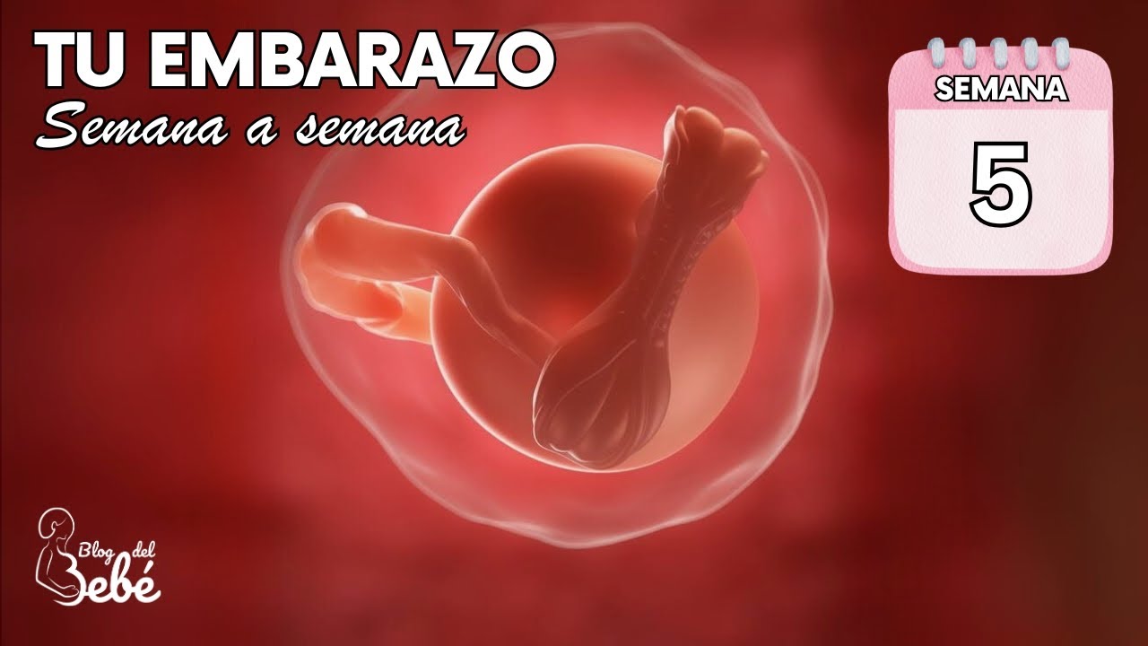 ️ Semana 5 de embarazo 🤰 Síntomas, consejos y desarrollo del bebé | El ...