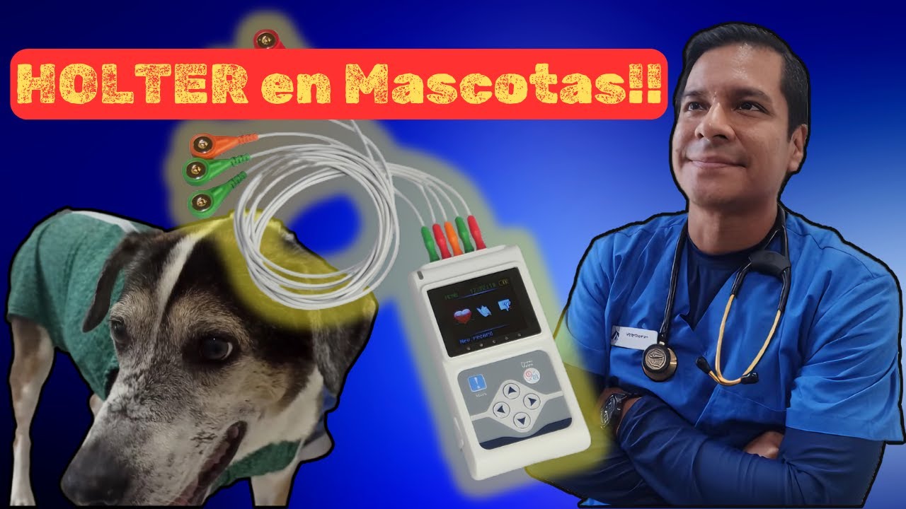 Holter en Mascotas - Cardiología Veterinaria - YouTube