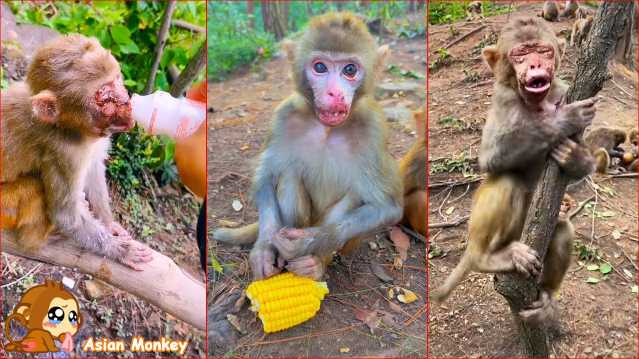 The electrocuted monkey miraculously recovered after only 2 months - YouTube