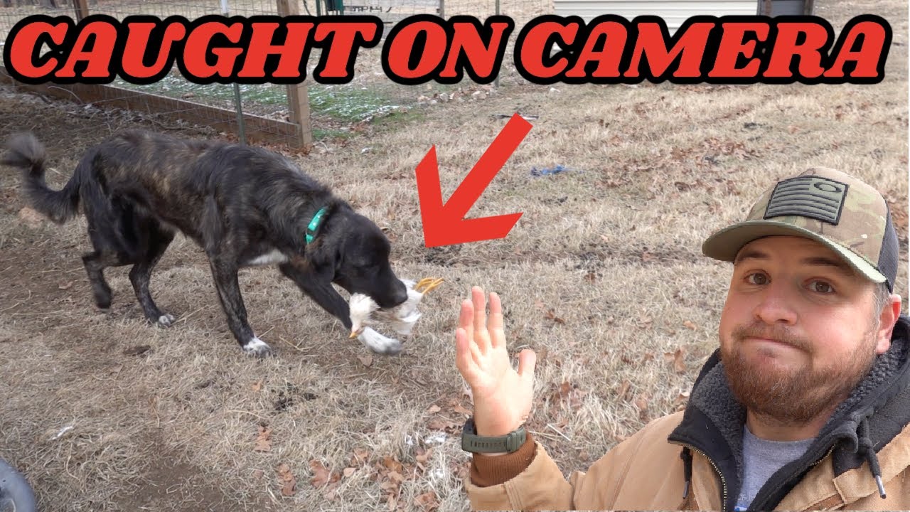 GUARD DOG MAKES HUGE MISTAKE CAUGHT ON CAMERA - IM FORCED TO MAKE A ...