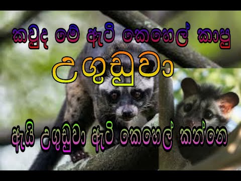 Details about uguduwa/in sinhala/harima puduma/scaly/manis uguduwa/why ...