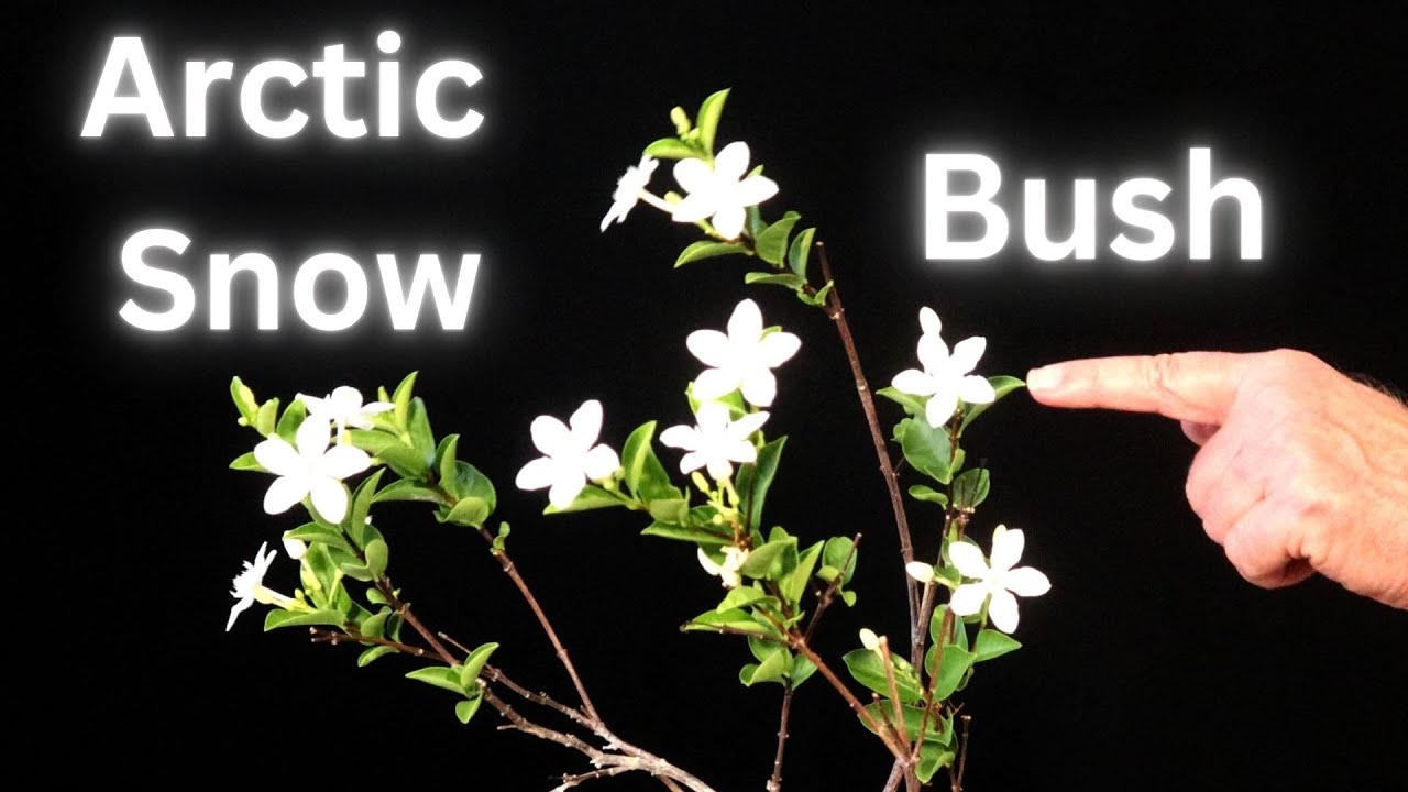 Wrightia Antidysenterica Asian Snow Jasmine Milky Way Snowflake. - YouTube