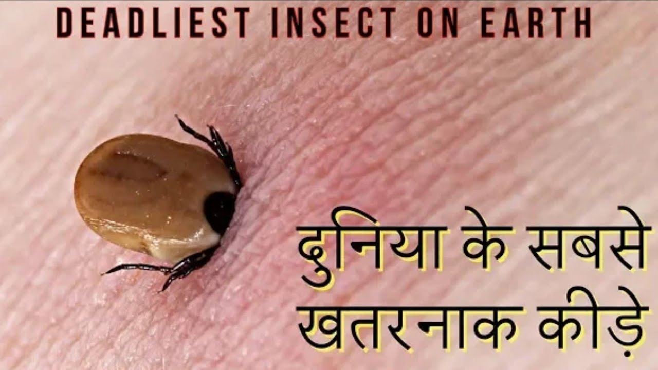 दुनिया के 5 सबसे दर्दनाक और घातक कीट ||Top 5 Deadliest insect on Earth ...