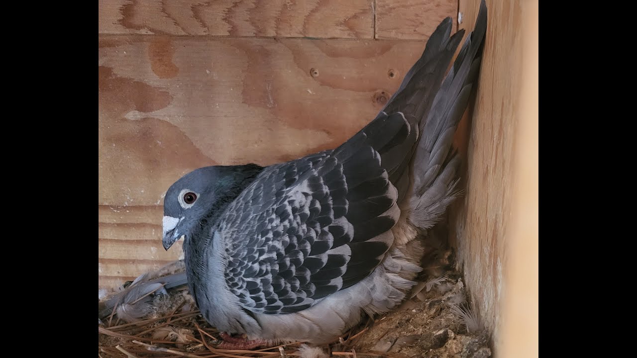 Off Color Racing Pigeons Introduction - YouTube