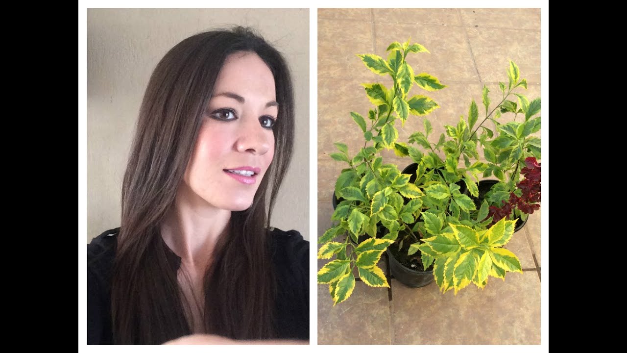 DURANTA VARIEGADA..!! ARBUSTO - YouTube