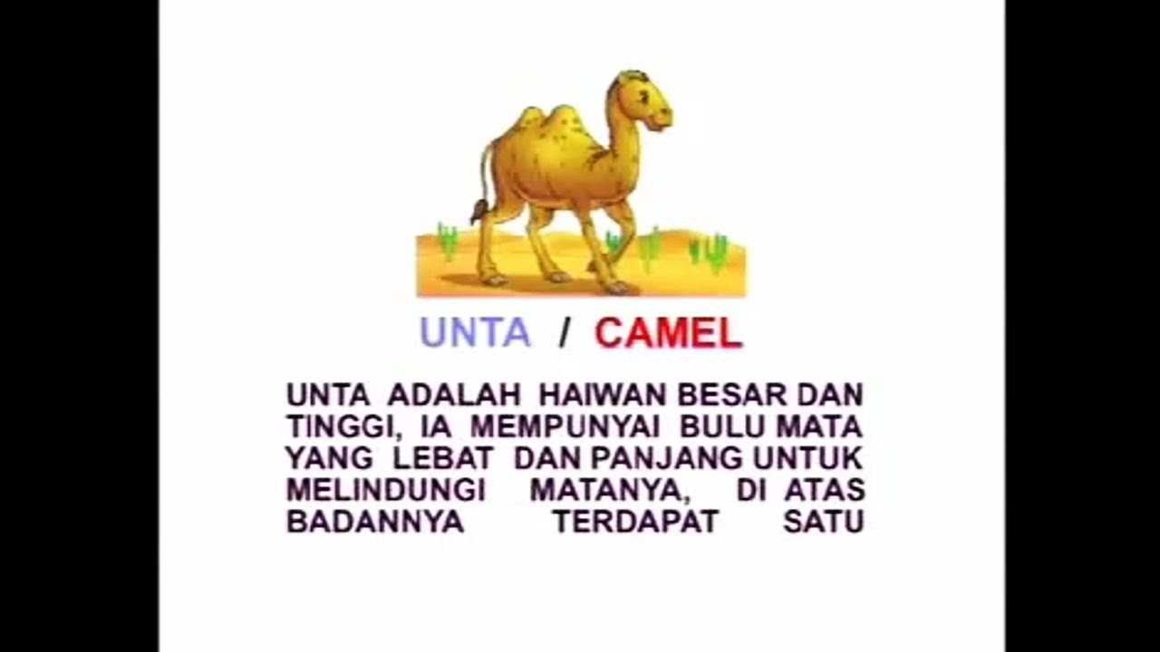 [ Unta / Camel ] Satu Hari Di Zoo Negara (Belajar Nama Haiwan Dalam ...
