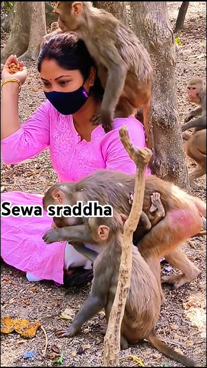 chulbuli fell on my head from above ||🐒🤣#shorts - YouTube