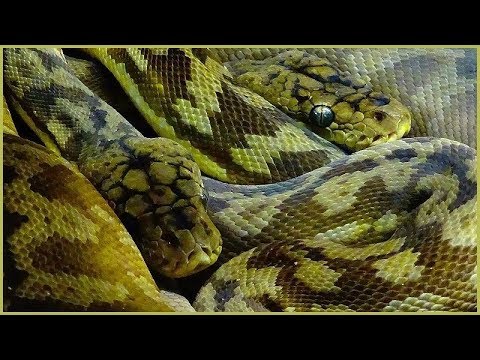 Malayopython timoriensis - (Peters, 1876) - (Pythonidae) - Python de ...