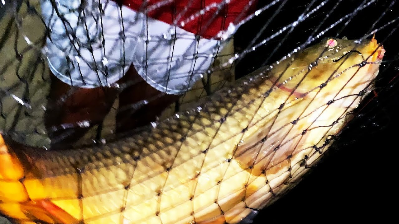 MY GIRL CATCHES BIGGER CARP THEN YOU ON DEEP FRIED ALLIGATOR GAR (WITH ...